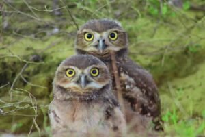 What Does An Owl Sound Like? Listen 21 Owl Sound With Pictures