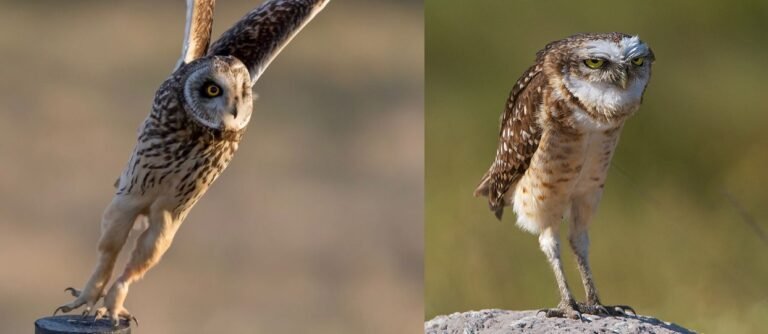 Owl Legs: Everything You Need To Know (With Pictures) I OwlsFact