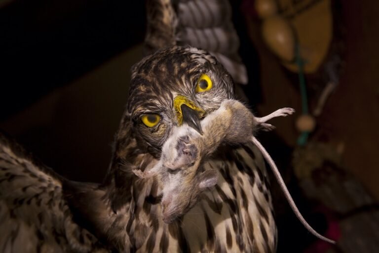Are Owls Raptors or Birds of Prey? Everything You Need To Know