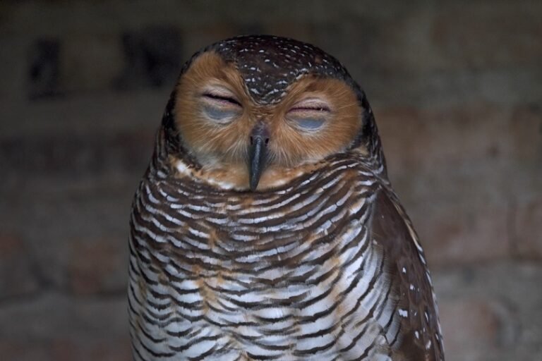 Owl Face: 19 Owl Species With Irresistible Faces I OwlsFact