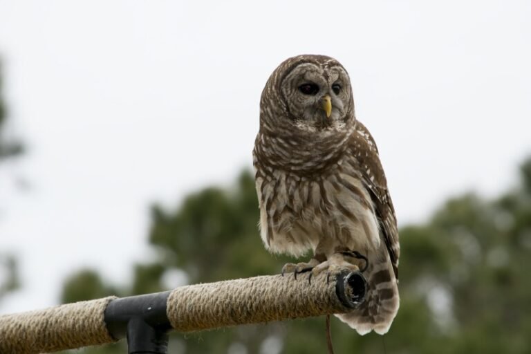 Owls in Alabama (10 Species with Pictures & Sounds) I OwlsFact