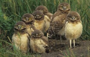 What is a Group of Owls Called? Everything You Need To Know