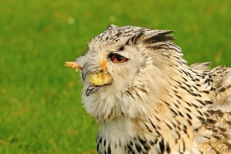 Do Owls Eat Chickens? Everything You Need To Know I OwlsFact